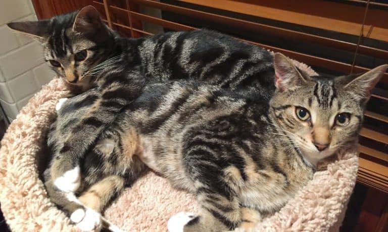 African Domestic Cat Breeds