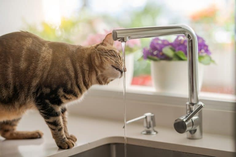Is Tap Water Safe For Cats?