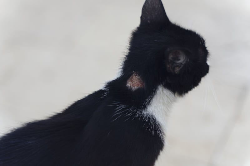 Cat Nail Trimming Cost Cat Nail Trimming Cost