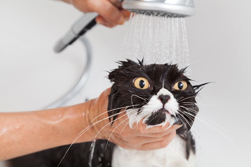 Do Cats Like Warm Or Cold Water For Baths 